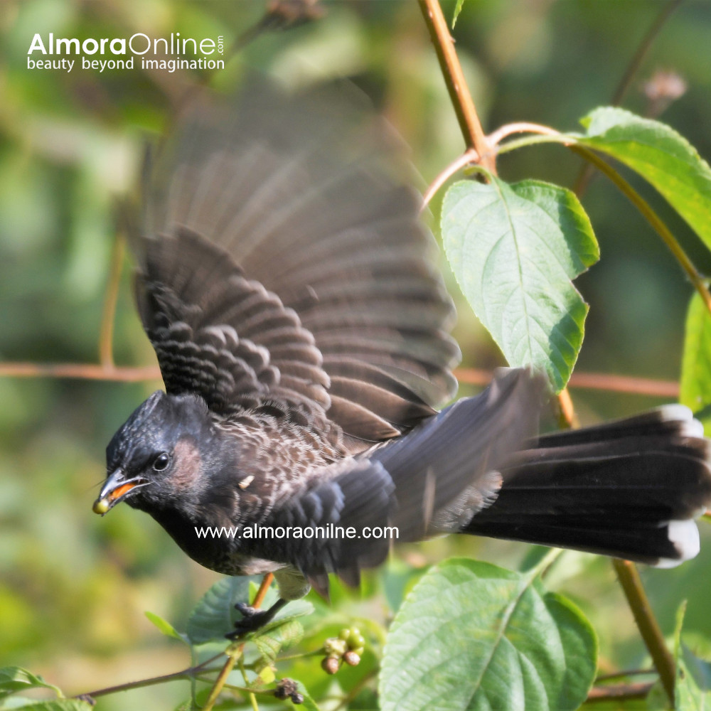 Birds Almora – Almora Online | Explore Almora – Travel, Culture, People ...